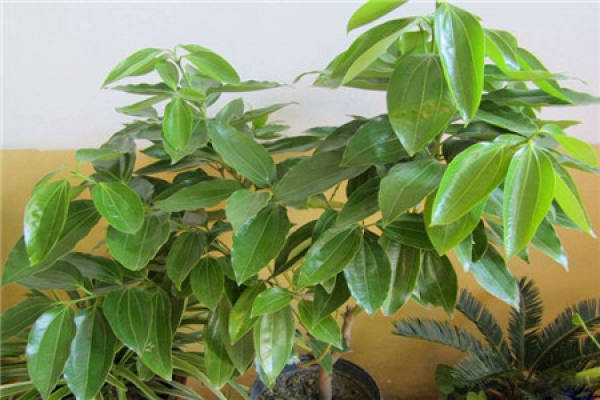 How to breed Ping'an tree - The Plant Aide