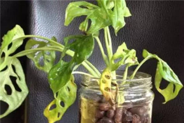 pothos and spider plants... Hydroponics yellow leaves! Just three steps ...