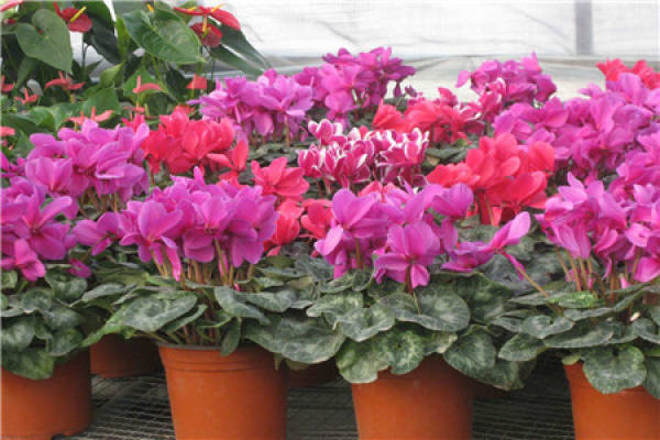 What to do with the yellow leaves of Cyclamen - The Plant Aide