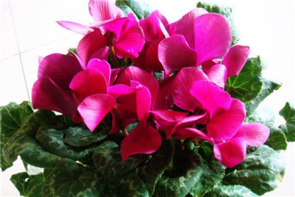 What to do with the yellow leaves of Cyclamen - The Plant Aide
