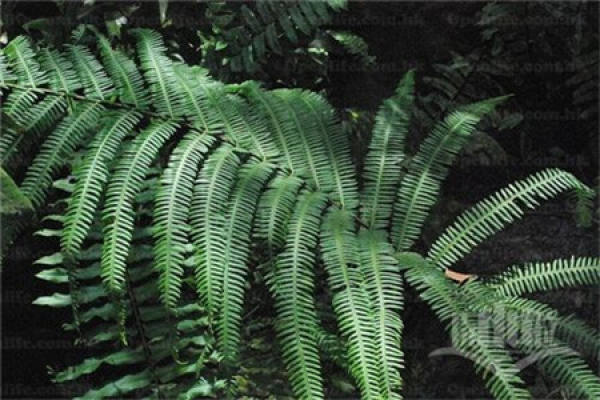 The flower language and meaning of the fern - The Plant Aide