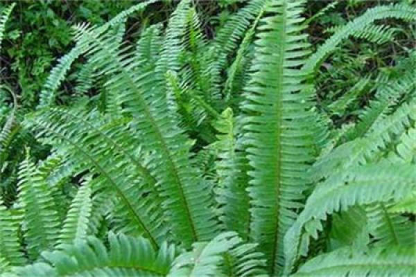 The flower language and meaning of the fern - The Plant Aide