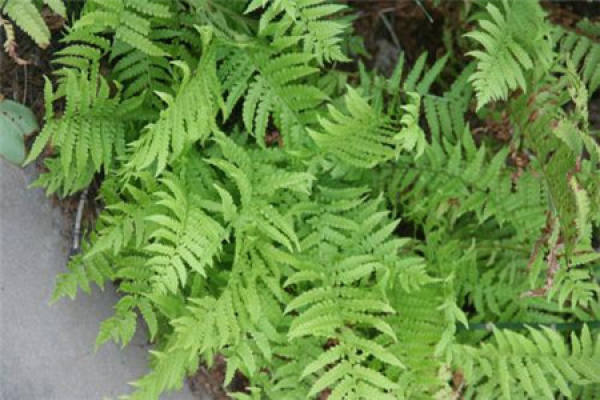 The flower language and meaning of the fern - The Plant Aide