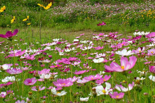 Planting method of Gesang flower - The Plant Aide