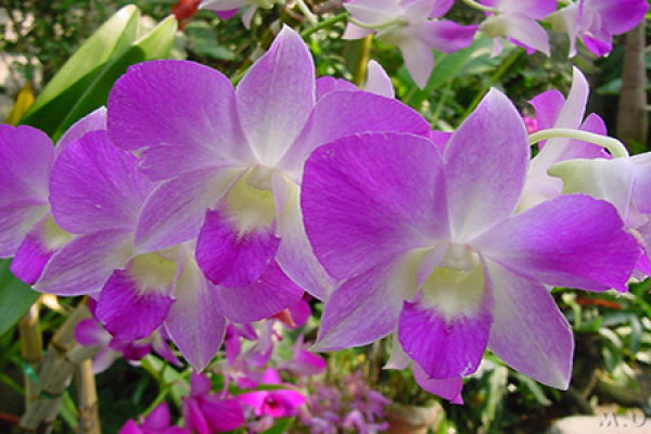 Cultivation methods and precautions of Dendrobium - The Plant Aide