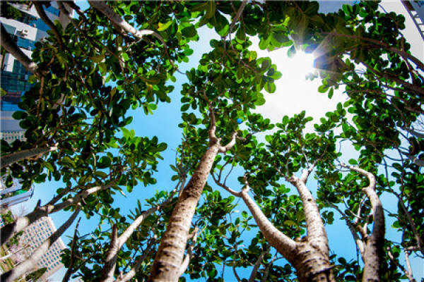 Cultivation methods and precautions of banyan - The Plant Aide