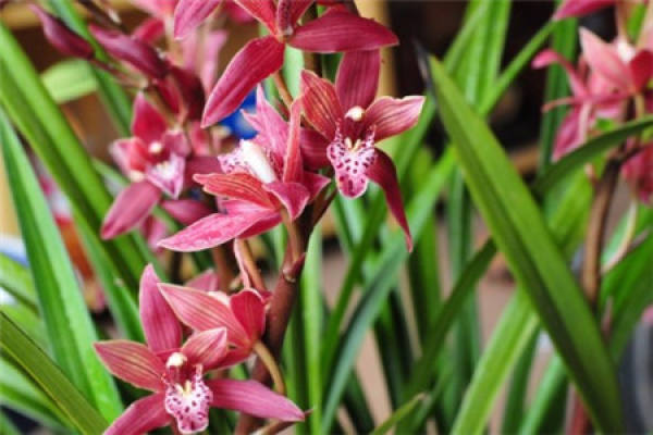 How to raise Mulan - The Plant Aide