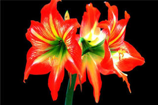 How to raise vermilion - The Plant Aide