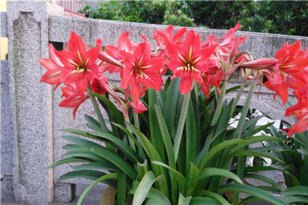 How to raise vermilion - The Plant Aide