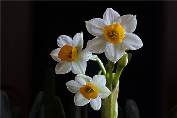 How to grow Narcissus - The Plant Aide