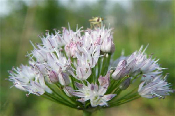 Effect and function of Allium macrostemon - The Plant Aide