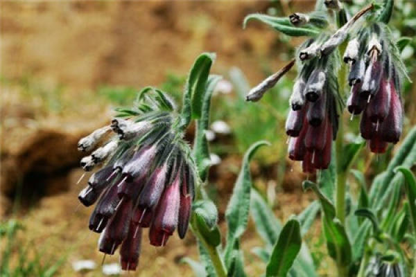 Efficacy and function of Lithospermum - The Plant Aide