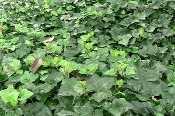 How can Ivy grow strong - The Plant Aide