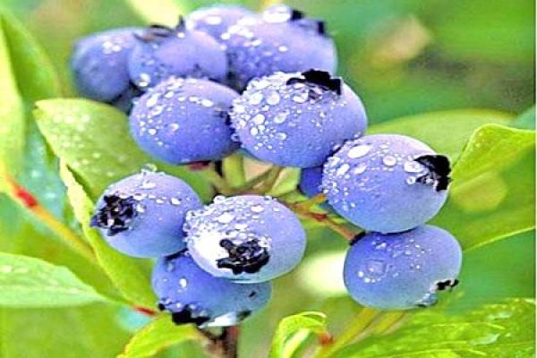 Effect and function of Blueberry - The Plant Aide