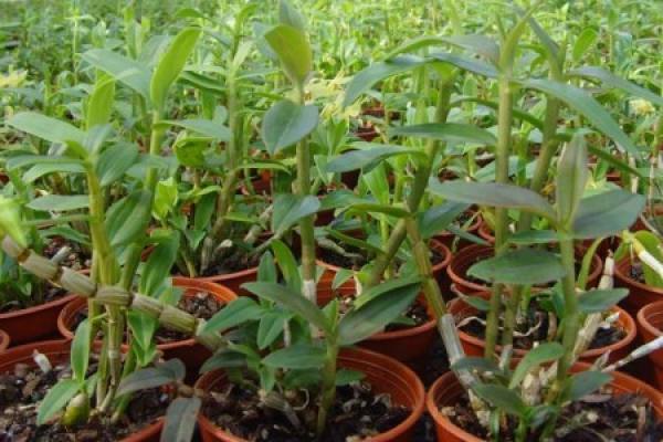 Effect and function of Dendrobium candidum - The Plant Aide