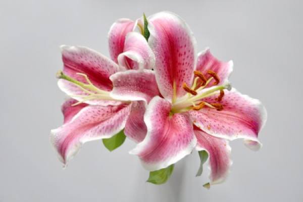 How to deal with lily not blooming - The Plant Aide