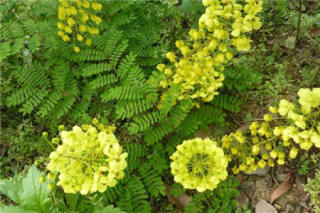 Effect and function of Yunshi - The Plant Aide