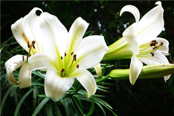 How to deal with lily rotten root - The Plant Aide