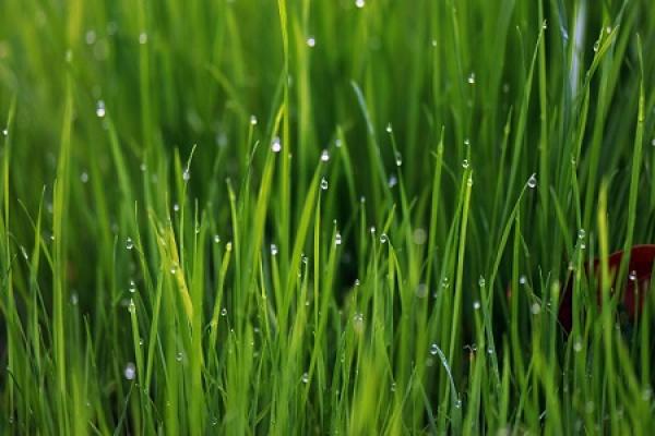 Effect and function of grass - The Plant Aide