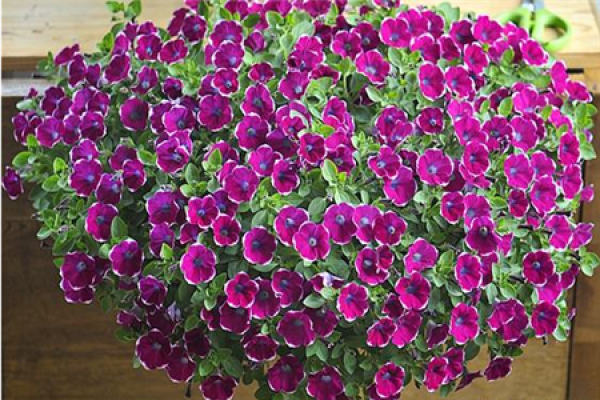 What about Petunia and rotten root - The Plant Aide