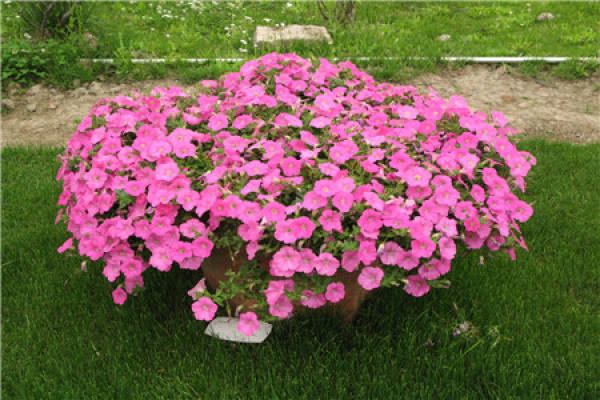 What about Petunia and rotten root - The Plant Aide