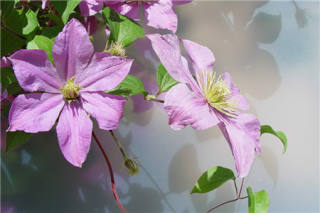 What to do with clematis root - The Plant Aide