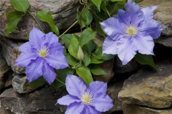What to do with clematis root - The Plant Aide