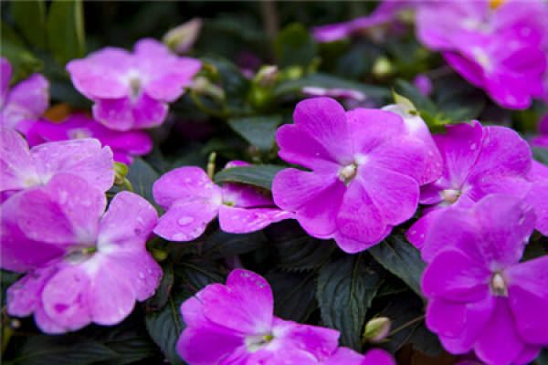 What's the matter with the rotten roots of Impatiens - The Plant Aide