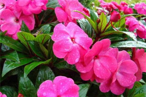 What's the matter with the rotten roots of Impatiens - The Plant Aide
