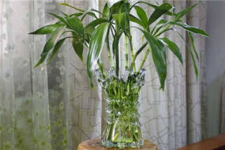 How to deal with the rotten root of the Lucky Bamboo - The Plant Aide