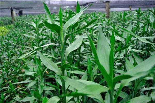 How to deal with the rotten root of the Lucky Bamboo - The Plant Aide