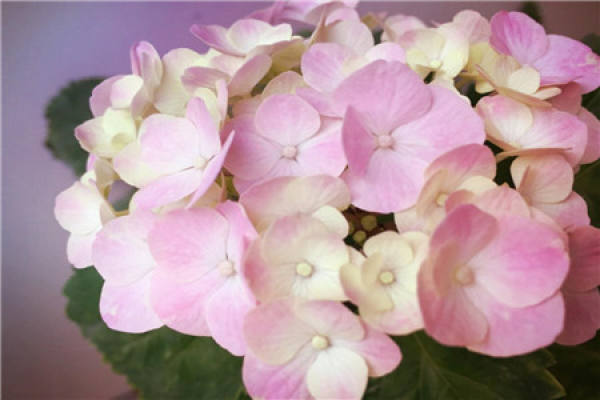 How to deal with rotten root of Hydrangea - The Plant Aide
