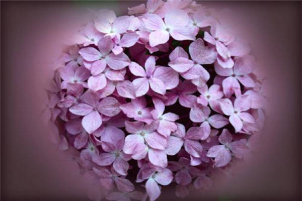 How to deal with rotten root of Hydrangea - The Plant Aide
