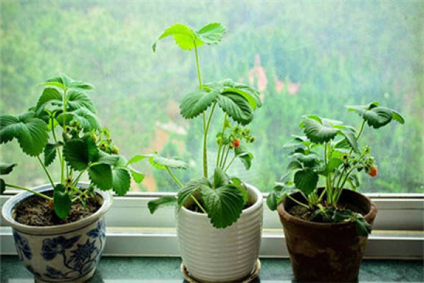 How to deal with rotten strawberry root - The Plant Aide