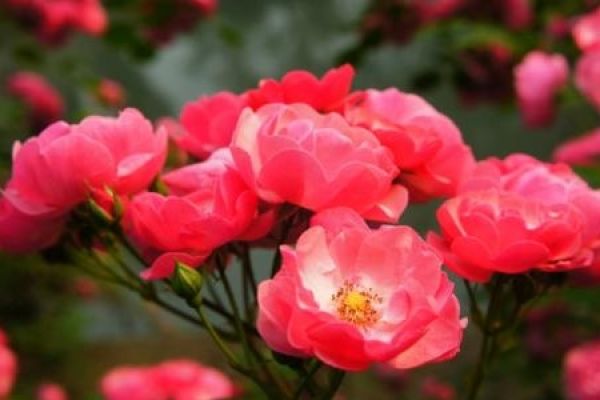 Breeding methods of rose - The Plant Aide