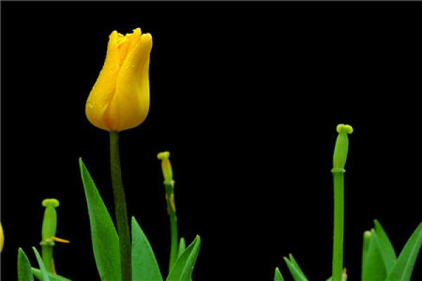 What to do with tulip rotten root - The Plant Aide