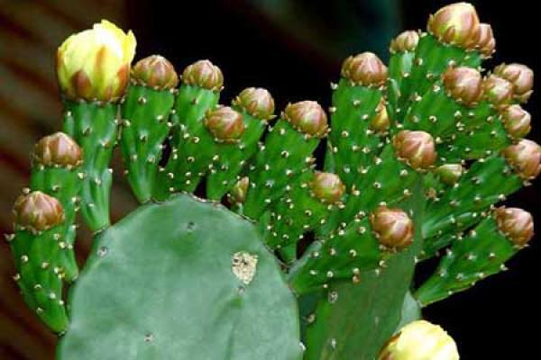 How to remedy cactus rotten root - The Plant Aide