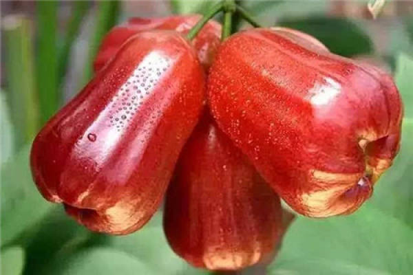 The effect and function of water Weng fruit - The Plant Aide