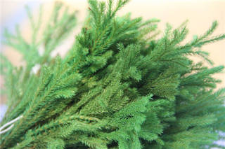 Effect and function of Lycopodium - The Plant Aide