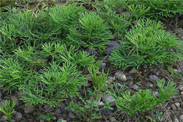 Effect and function of Lycopodium - The Plant Aide
