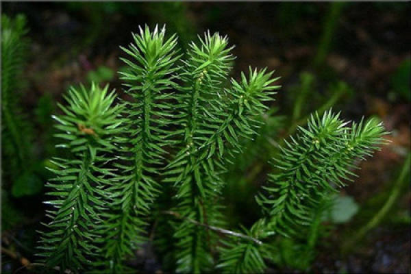 Effect and function of Lycopodium - The Plant Aide