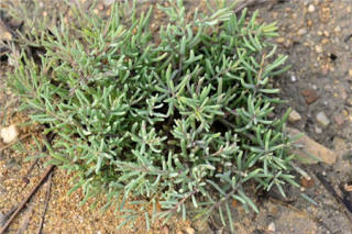 Effect and function of Suaeda salsa - The Plant Aide