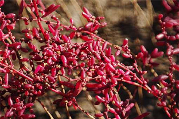 Effect and function of Suaeda salsa - The Plant Aide