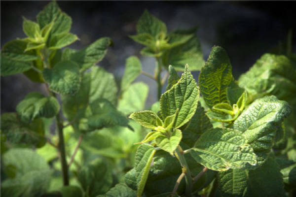 Effect and function of Ramie - The Plant Aide