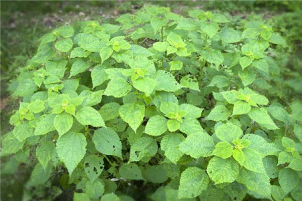 Effect and function of Ramie - The Plant Aide