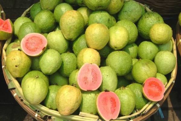 The effect and function of guava - The Plant Aide