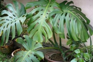 The propagation method of deliciosa - The Plant Aide