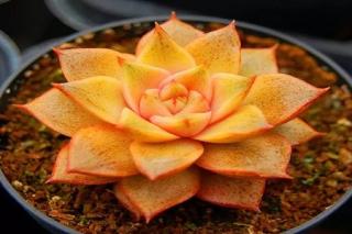 How can I grow fat succulent? - The Plant Aide