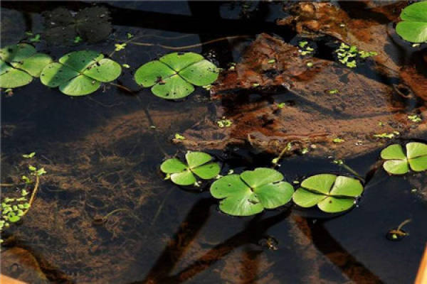 Effect and function of duckweed - The Plant Aide