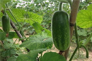 Effect and function of Jiegua - The Plant Aide